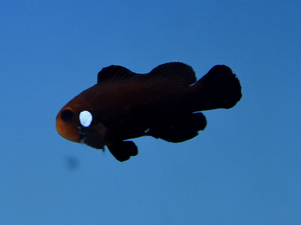 Domino Clownfish - Bayside Corals