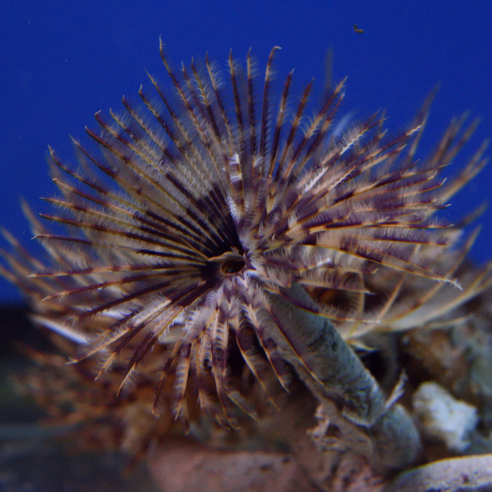 Feather Duster L - Bayside Corals