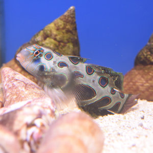 Bayside Corals - Bayside Corals