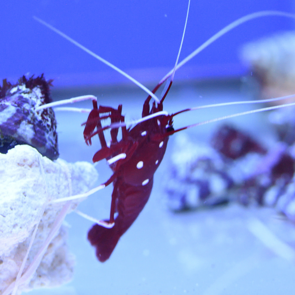 Fire Shrimp - Bayside Corals