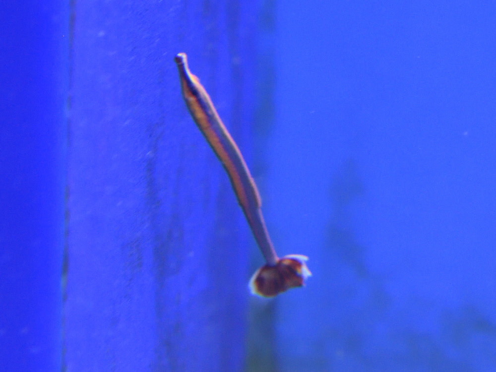 Blue Stripe Pipefish - Bayside Corals
