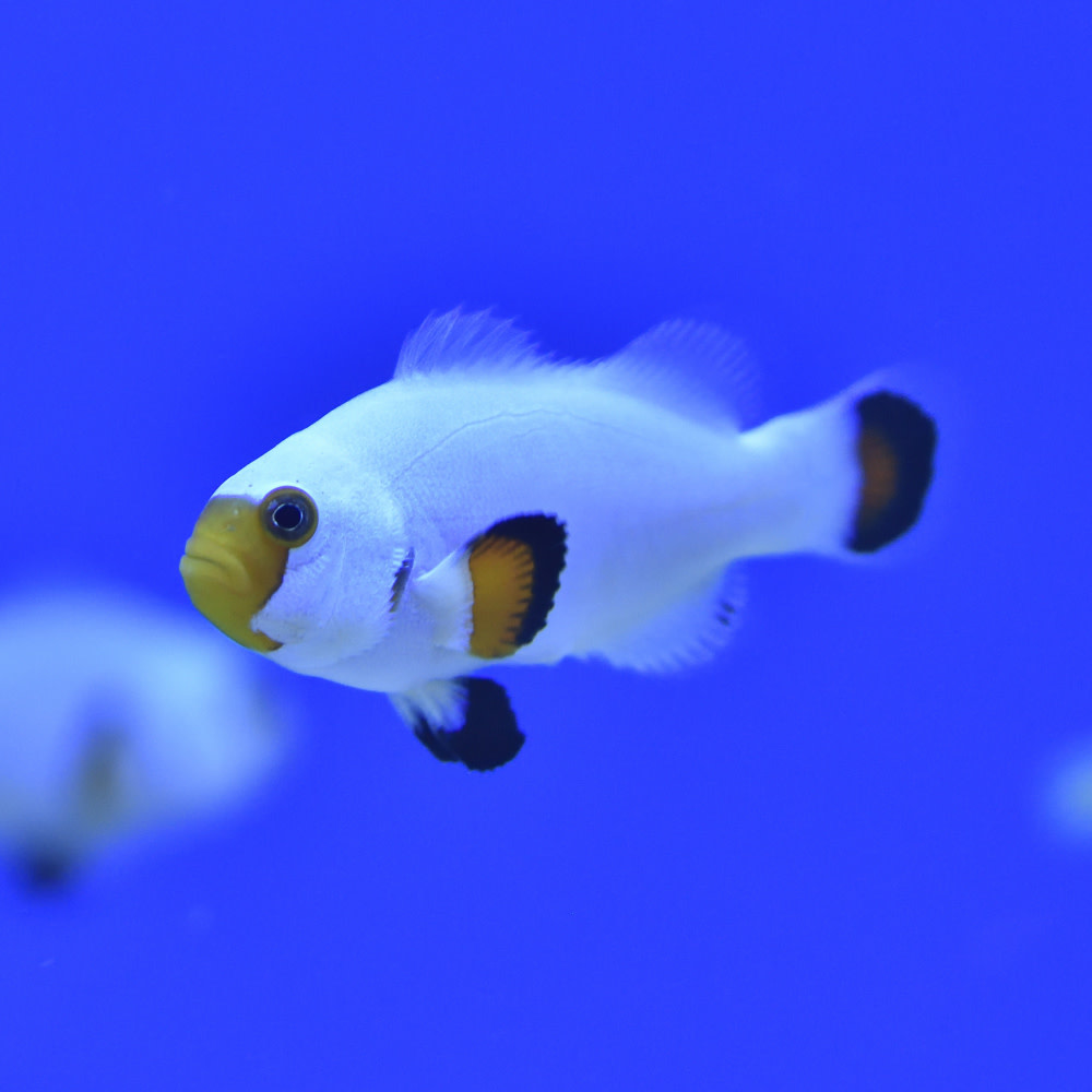 Wyoming White Clownfish - Bayside Corals