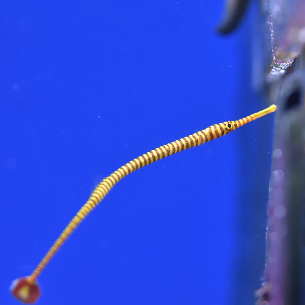 Multibanded Pipefish - Bayside Corals