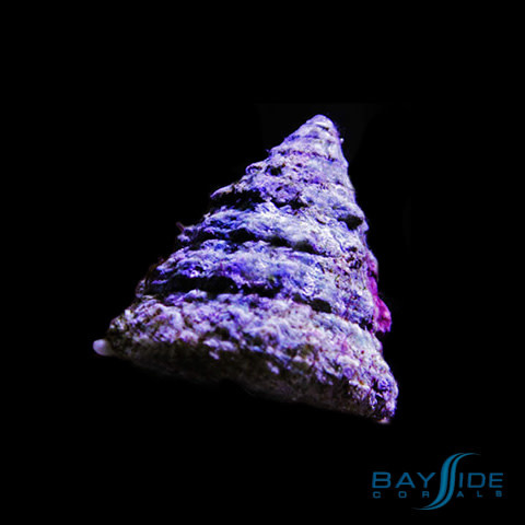 Pyramid Snail - Bayside Corals