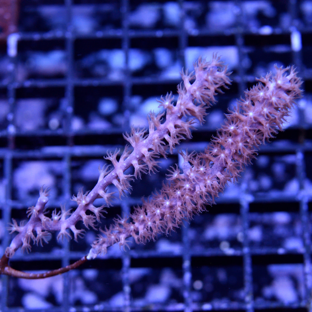 Purple Eunice Gorgonian - Bayside Corals