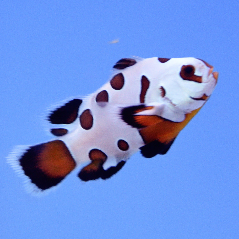 Mocha Storm Longfin Clownfish - Bayside Corals