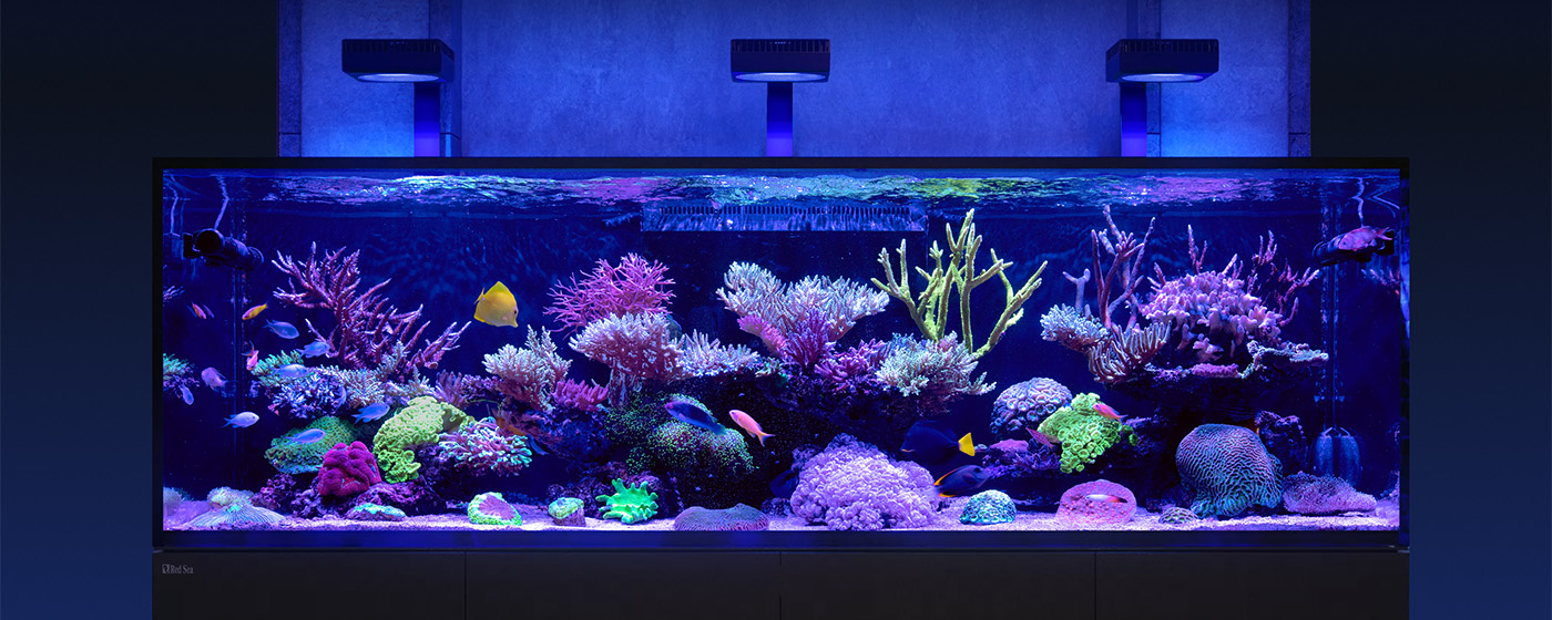 Red Sea Introduces New REEFER-S Tanks - Bayside Corals