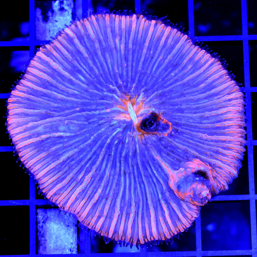 Ultra Fungia Plate WYSIWYG - Bayside Corals