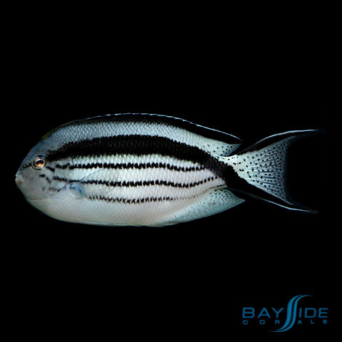 Lamarck's Angelfish Female - Bayside Corals