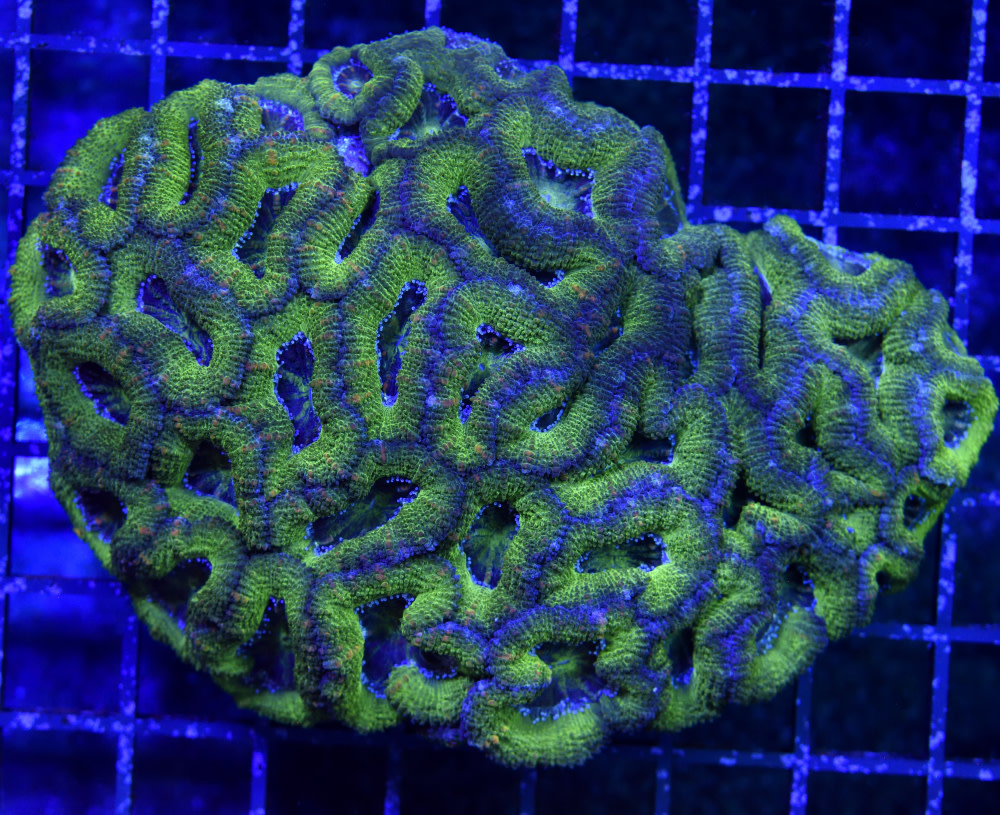 Green Giant Acan WYSIWYG - Bayside Corals