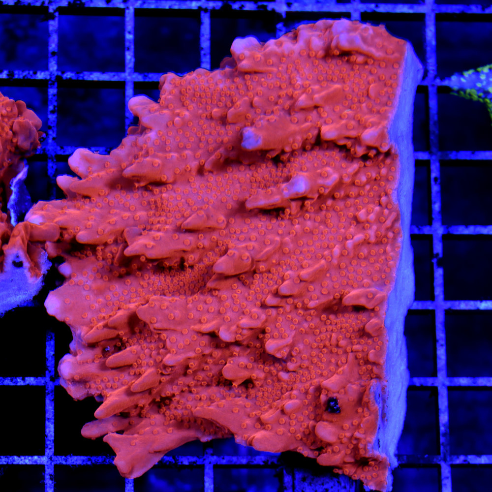 Red Montipora Setosa WYSIWYG - Bayside Corals