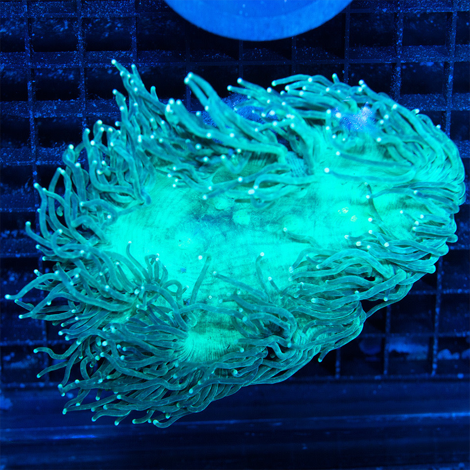 *CORAL* Elegance S - Bayside Corals