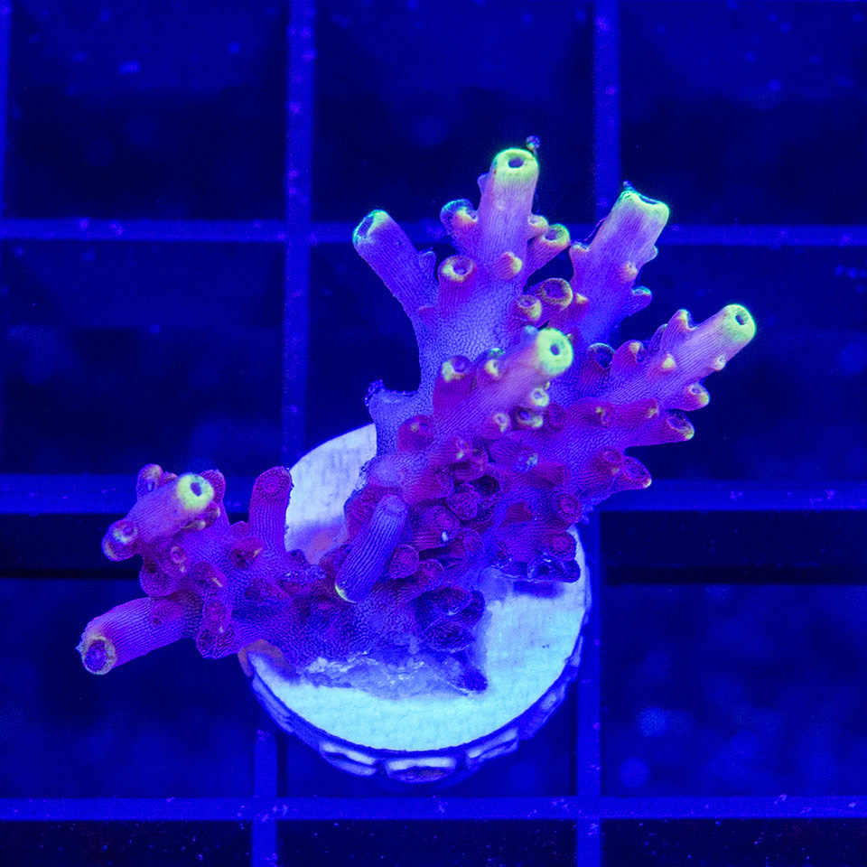 *CORAL* Jason Fox Foxflame Acropora S - Bayside Corals