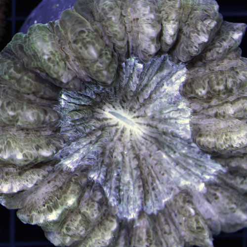 Bayside Corals - Bayside Corals