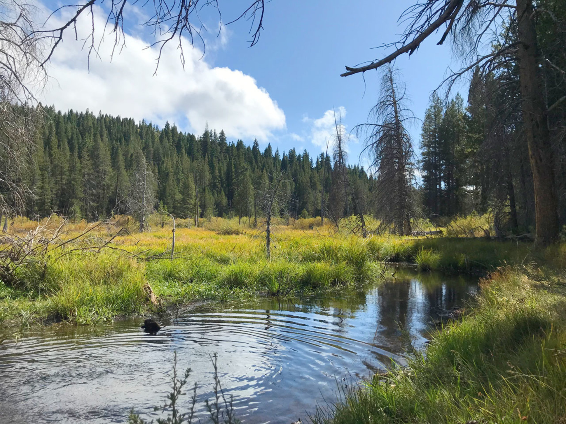 California 89 Hike of the Week - Sagehen Creek Trail - California 89