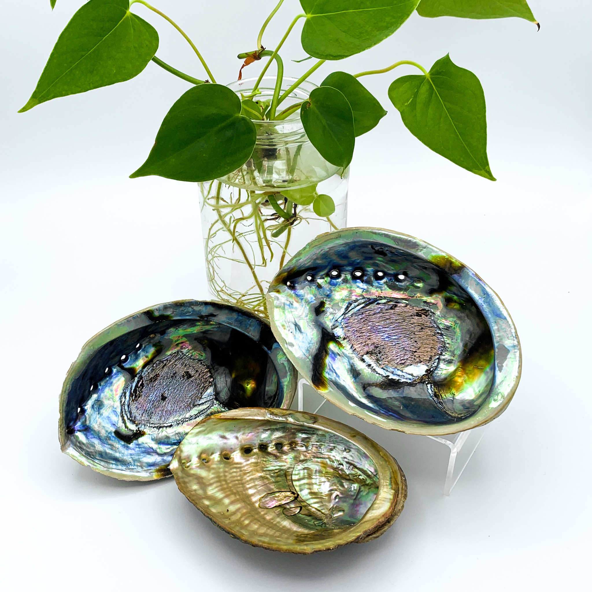 Abalone Shell - Mineralogy