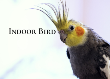 Heritage Pet and Garden - Heritage Pet and Garden