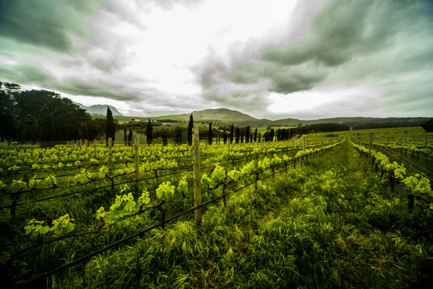 Hamilton Russell Vineyards, Chardonnay, Hemel-en-Aarde Valley, Michael ...