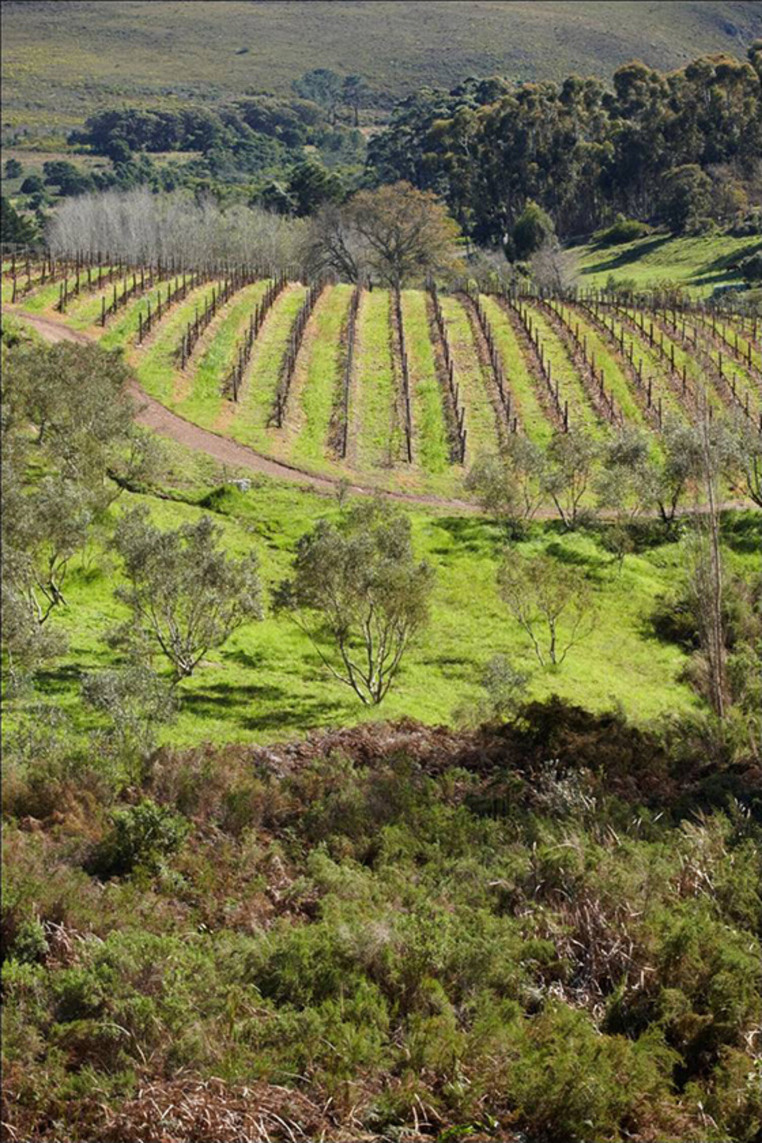 Hamilton Russell Vineyards, Chardonnay, Hemel-en-Aarde Valley, Michael ...
