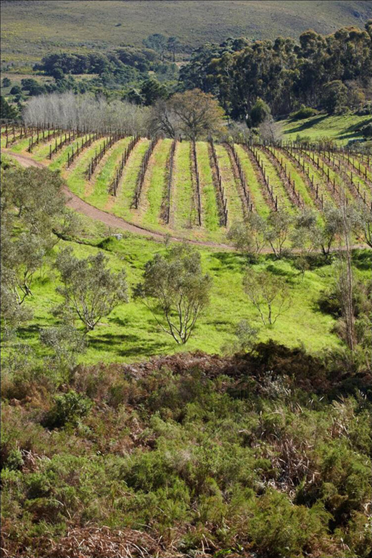 Hamilton Russell Vineyards, Chardonnay, Hemel-en-Aarde Valley, Michael ...