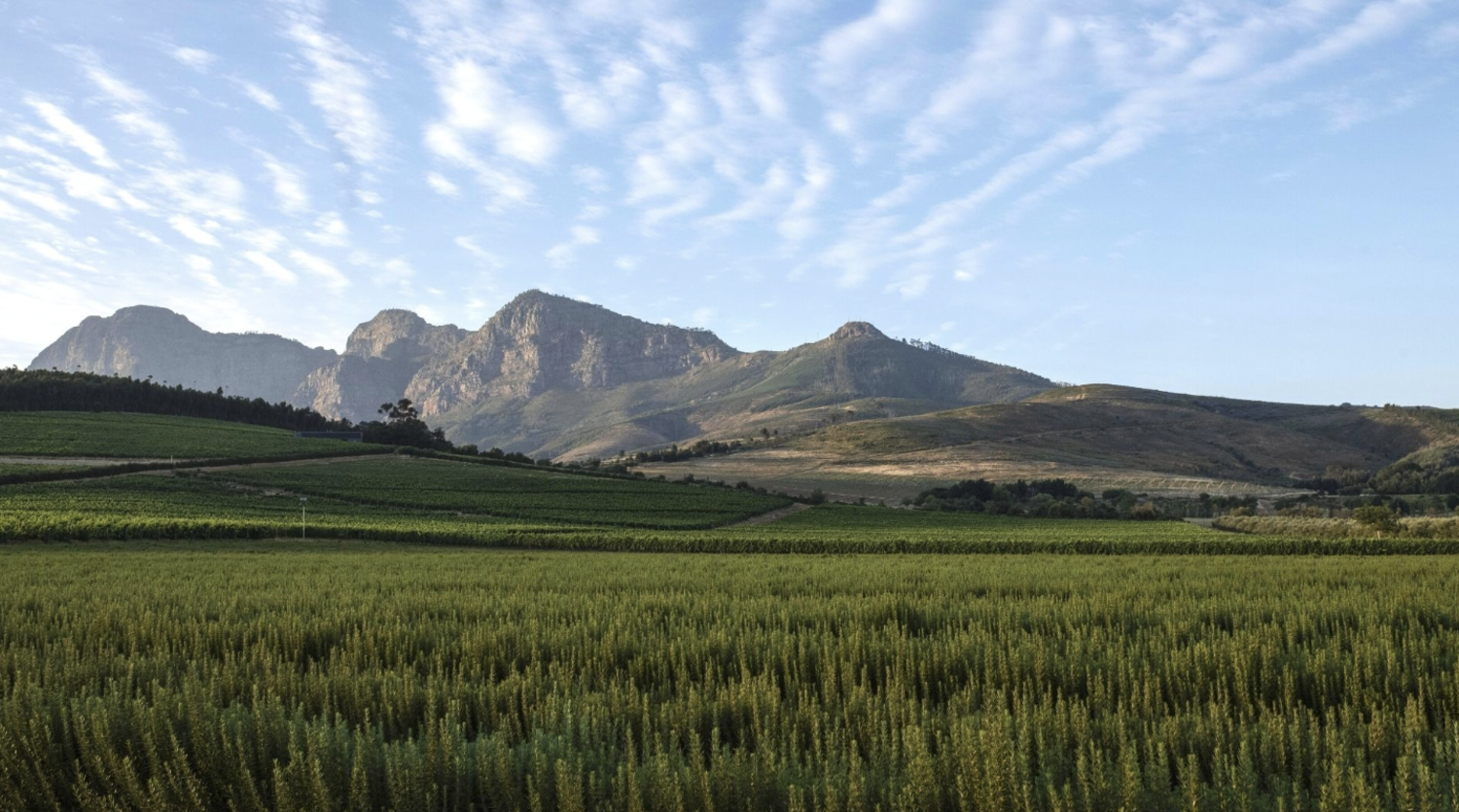 Babylonstoren, Red Blend, "Babel", 2022 Michael's Wine Cellar - Michael ...