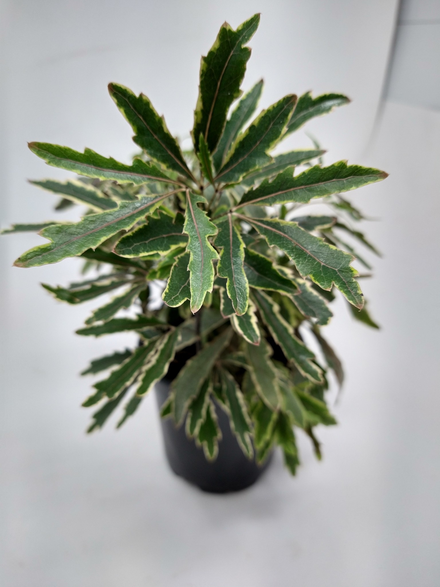 False Aralia Variegated (Dizygotheca Elegantissima), 55% OFF