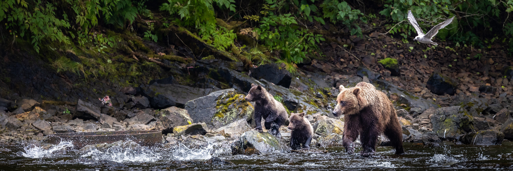 First Hunt | Frank Lynn Pierce - Annie Kaill’s
