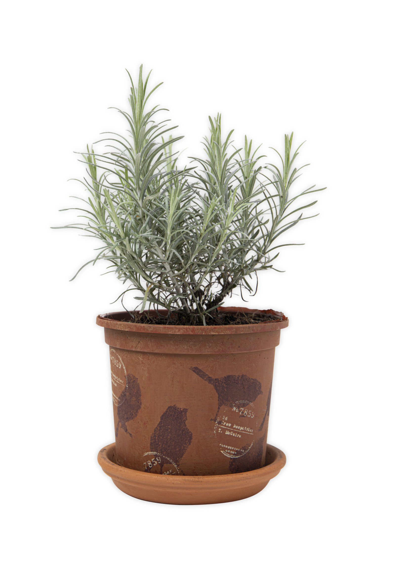 Silhouette Birds Thinlits® Die Set - Creative Escape