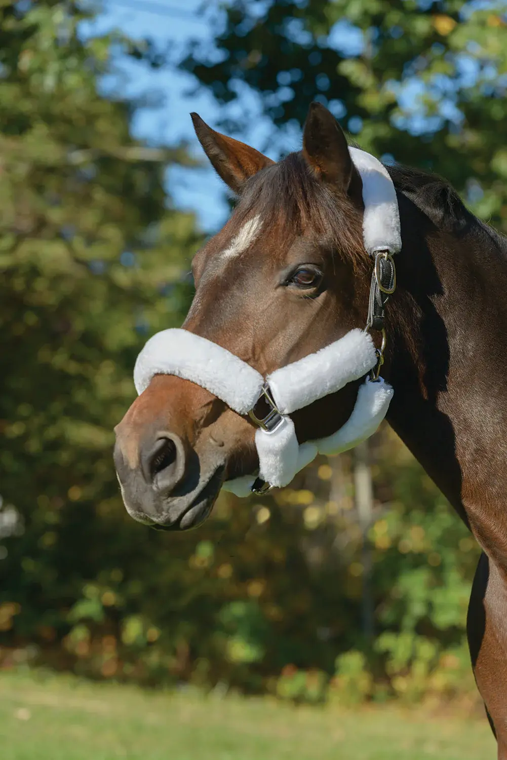 SupaFleece Halter Set 6 Piece White - San Diego Saddlery