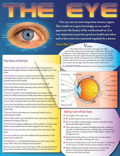 Carson-Dellosa Publishing Group The Eye Learning Chart 17x22 [CD414040 ...