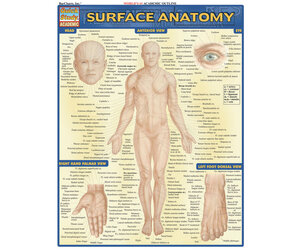 QuickStudy QuickStudy | SURFACE ANATOMY - School & Office Annex