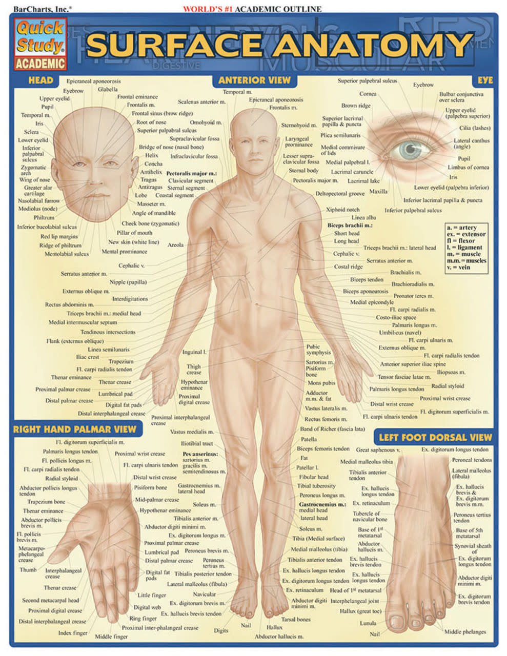 QuickStudy QuickStudy | SURFACE ANATOMY [228146] - School & Office Annex