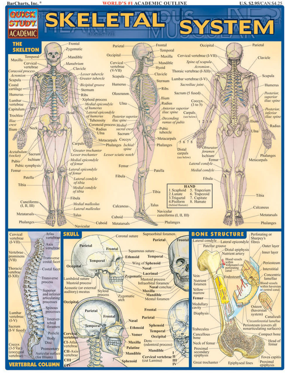 QuickStudy QuickStudy | Skeletal System [224957] - School & Office Annex