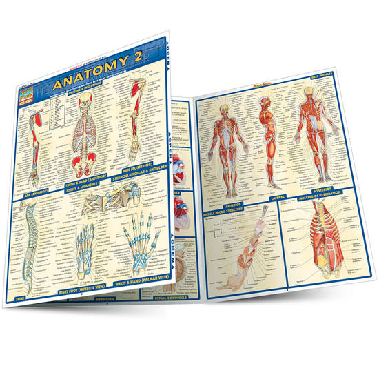 QuickStudy QuickStudy | ANATOMY 2 [228566] - School & Office Annex