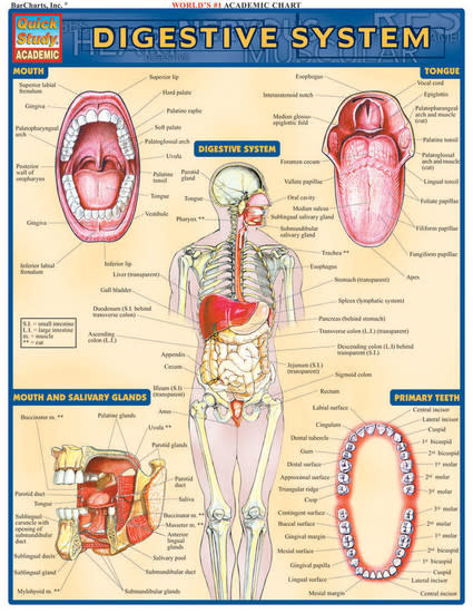 QuickStudy QuickStudy | Digestive System [225251] - School & Office Annex