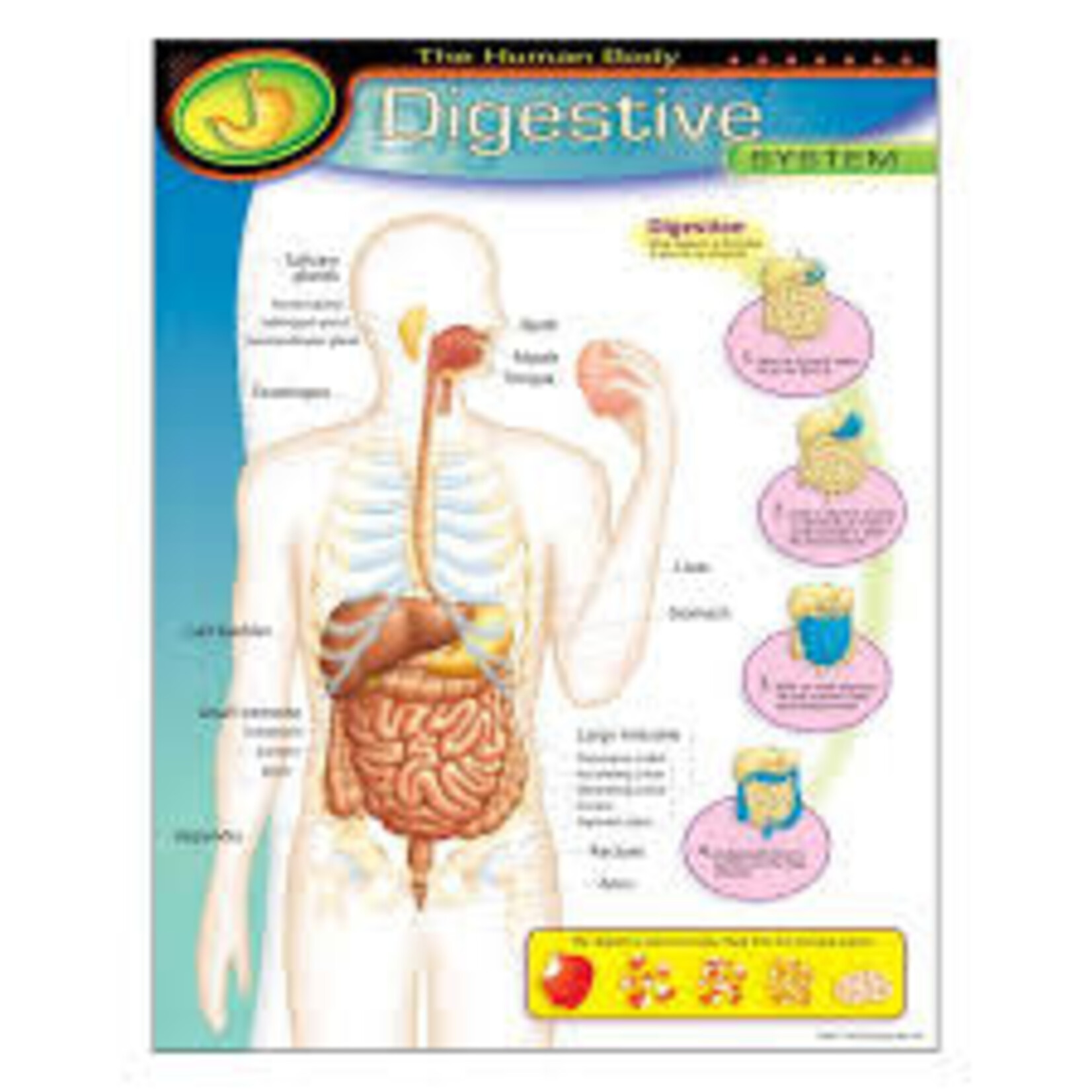 Trend Enterprises The Human Body–Digestive System Learning Chart 17x22 ...