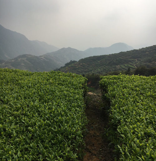 Biodynamic Farming & Organic Certifications - Teance Fine Teas