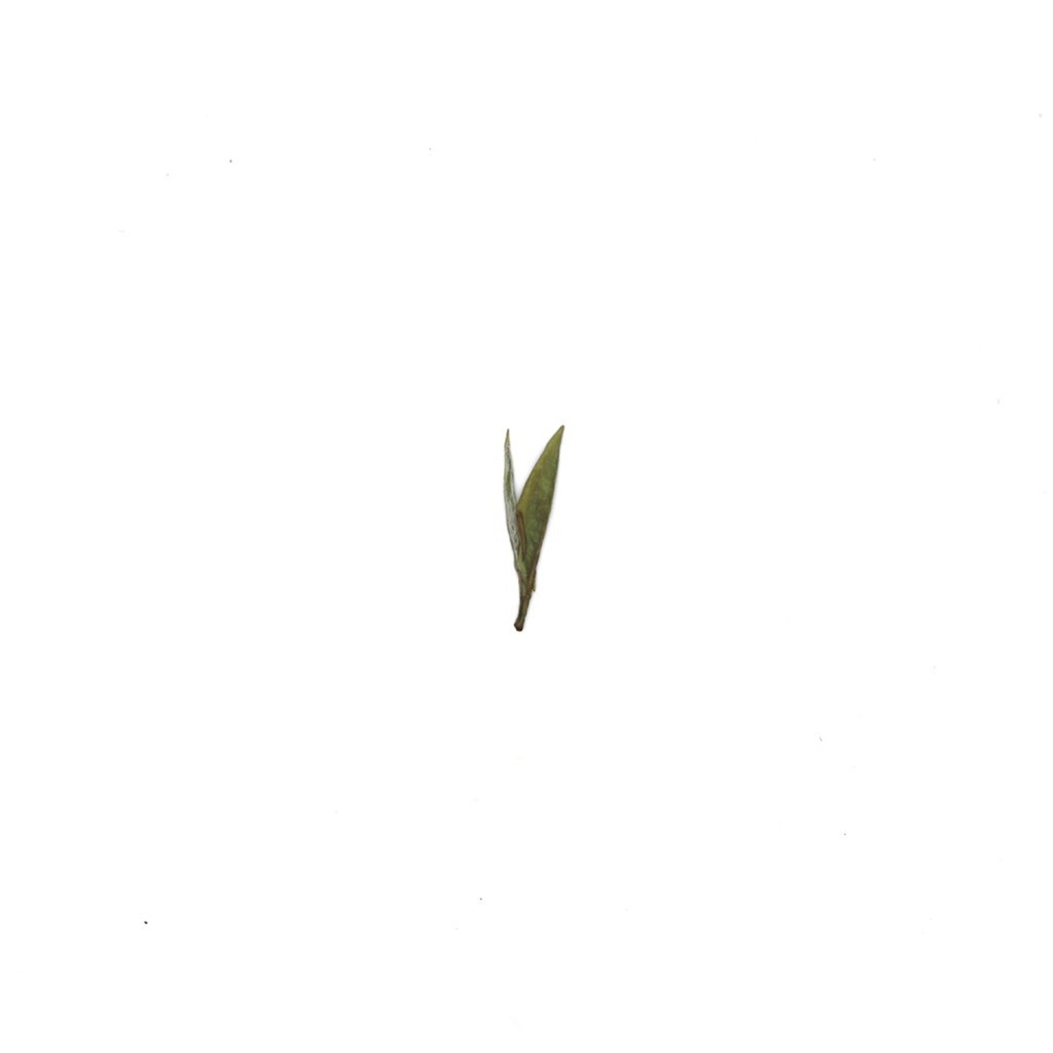 Silver Needle King's Grade - Teance Fine Teas