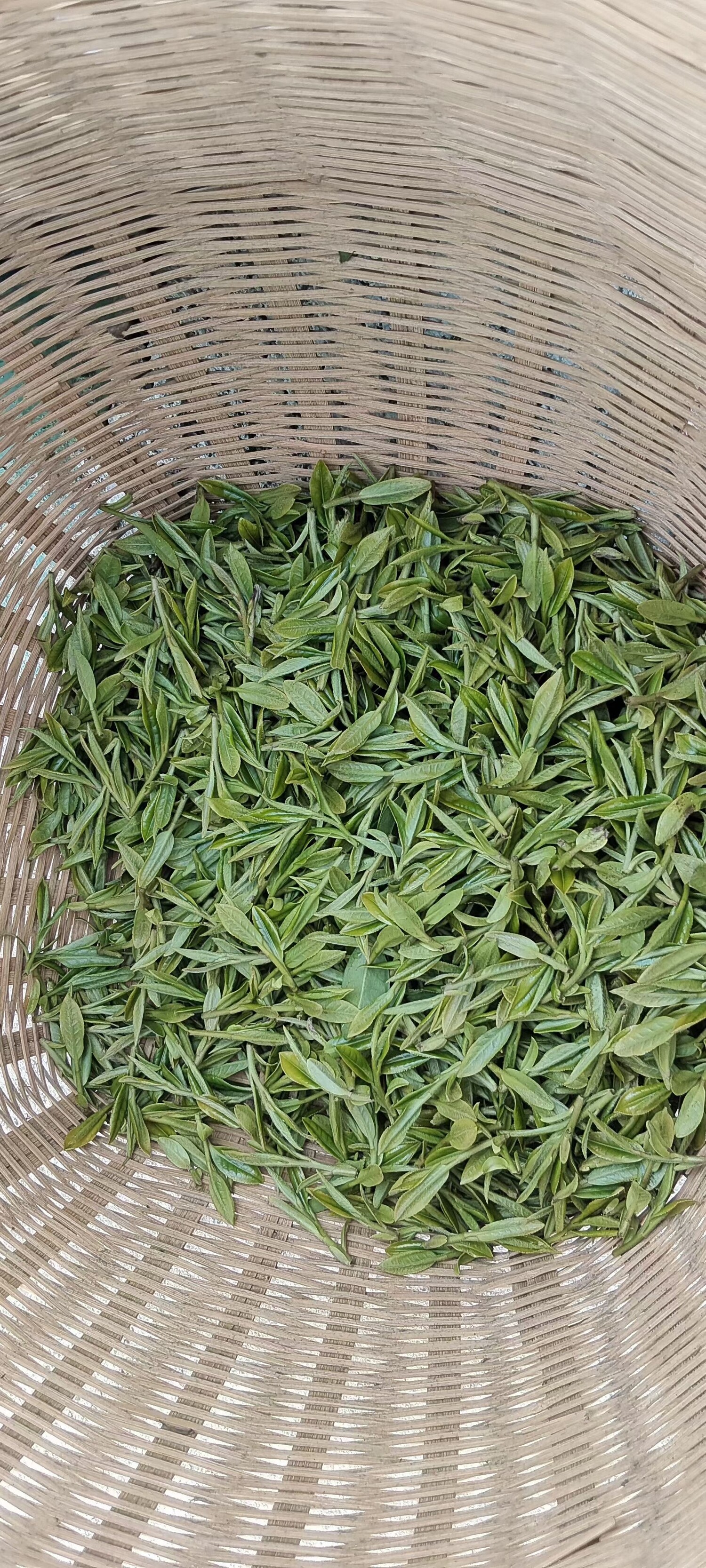 Pre-Ming Dragonwell - Teance Fine Teas
