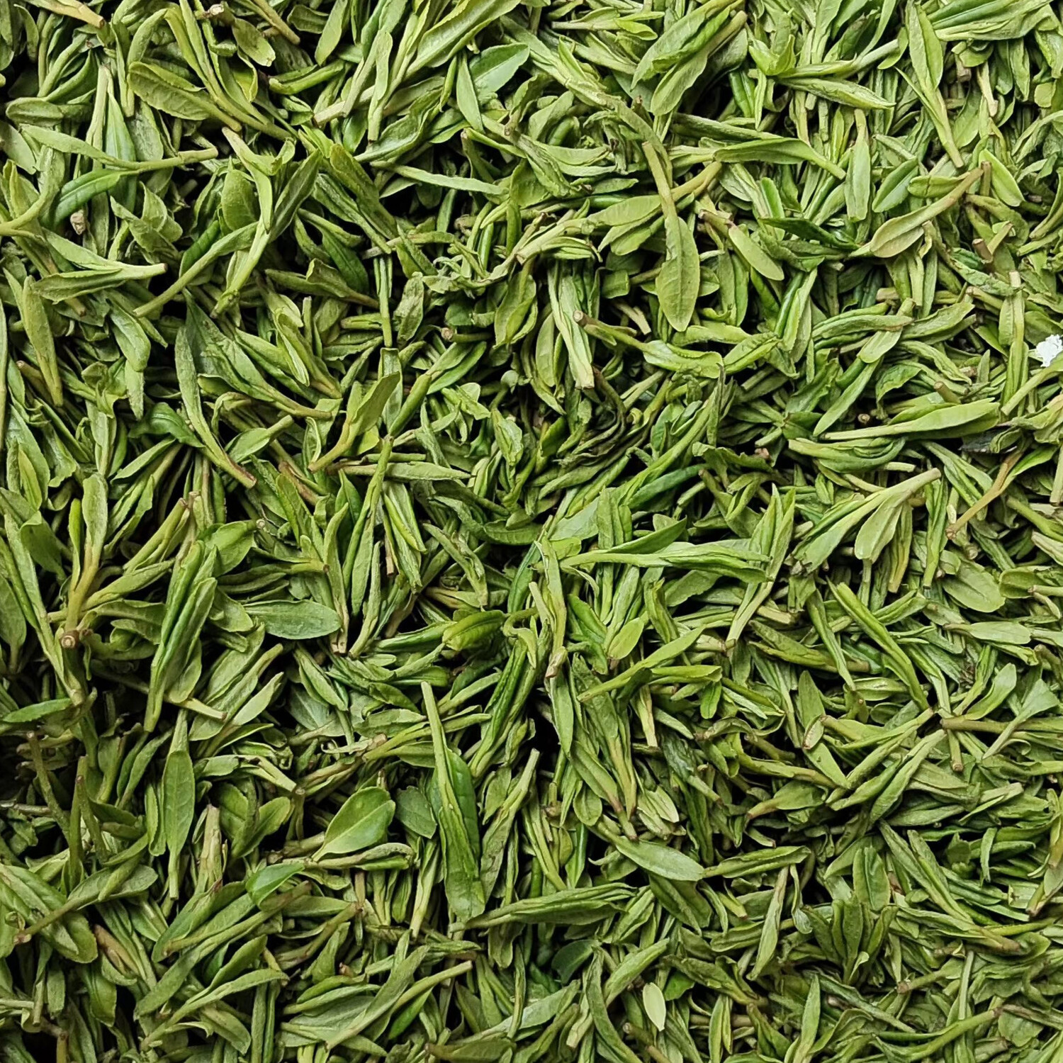 Pre-Ming Dragonwell - Teance Fine Teas
