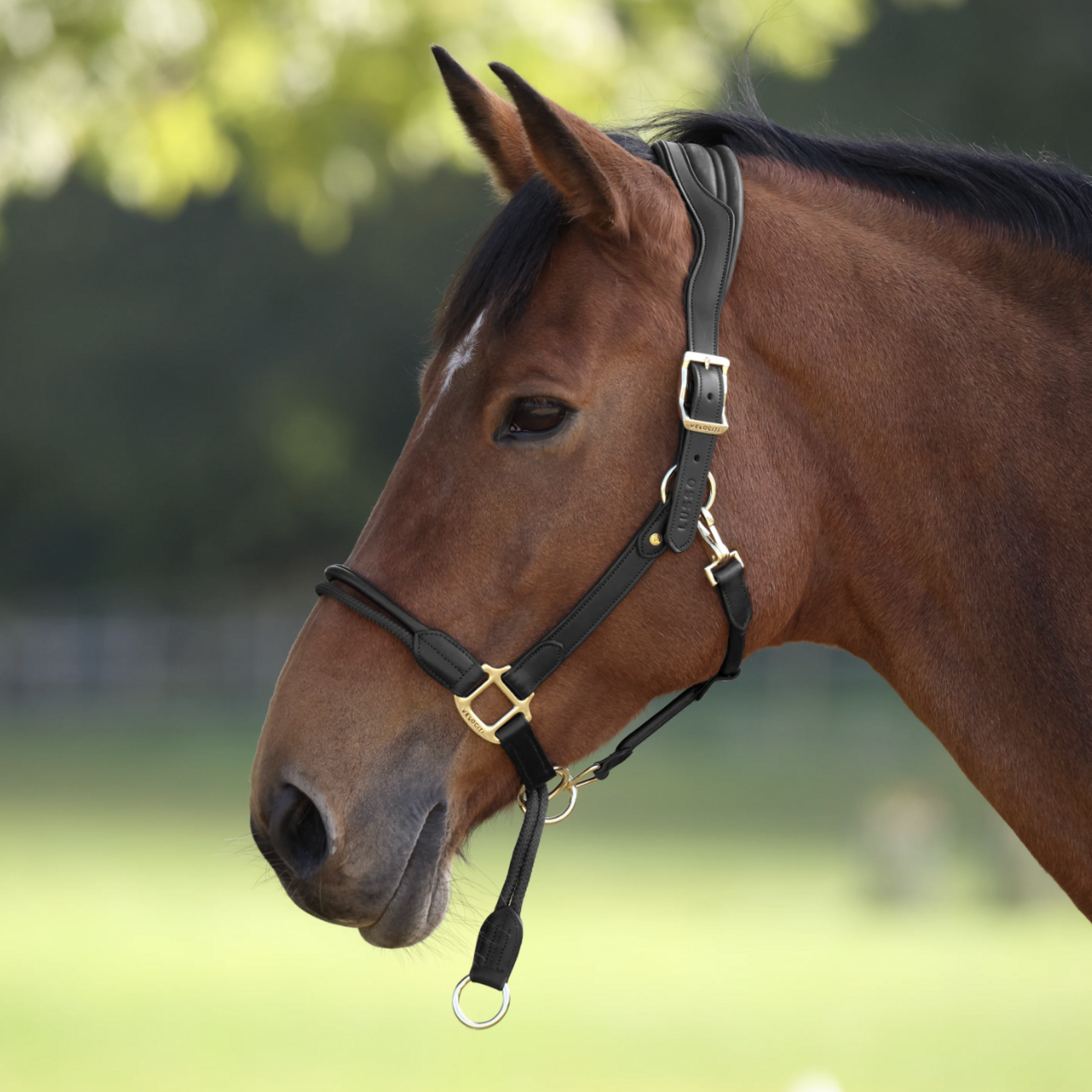 Calabasas Saddlery - Velociti Lusso Soria Halter - Calabasas Saddlery