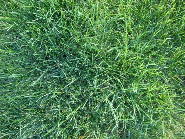 GRASS FANCY 3# LAWN MIX TURFPERFECT - Pickering Valley Feed & Farm Store