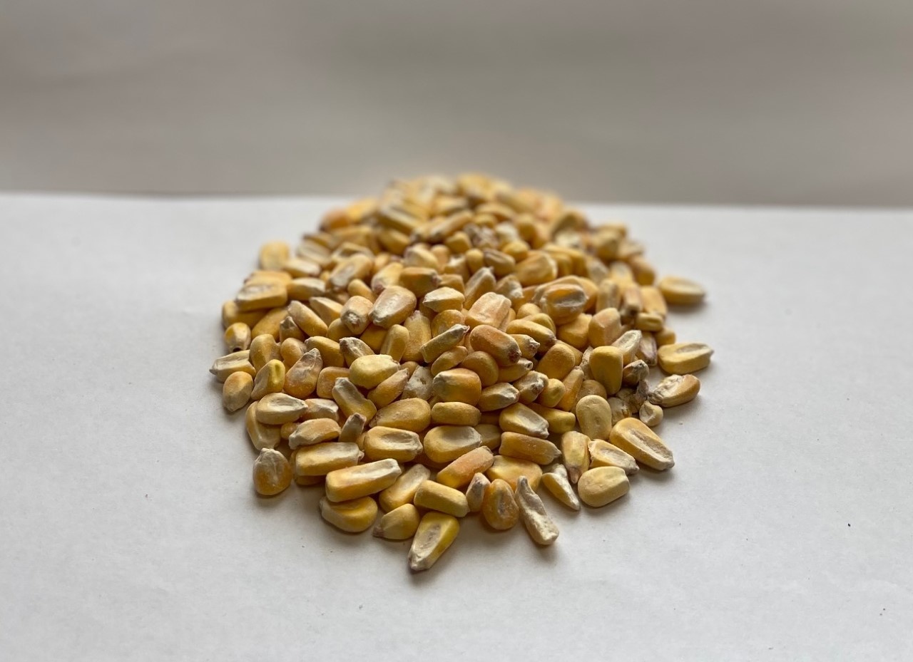 SHELLED WHOLE CORN 50LBS - Pickering Valley Feed & Farm Store