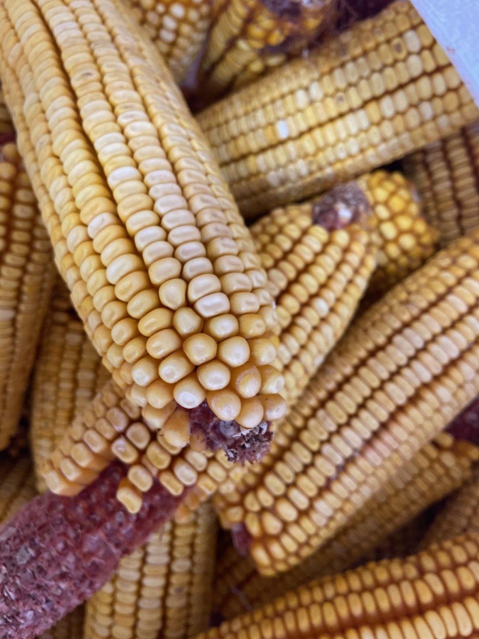 COB CORN 50LBS - Pickering Valley Feed & Farm Store