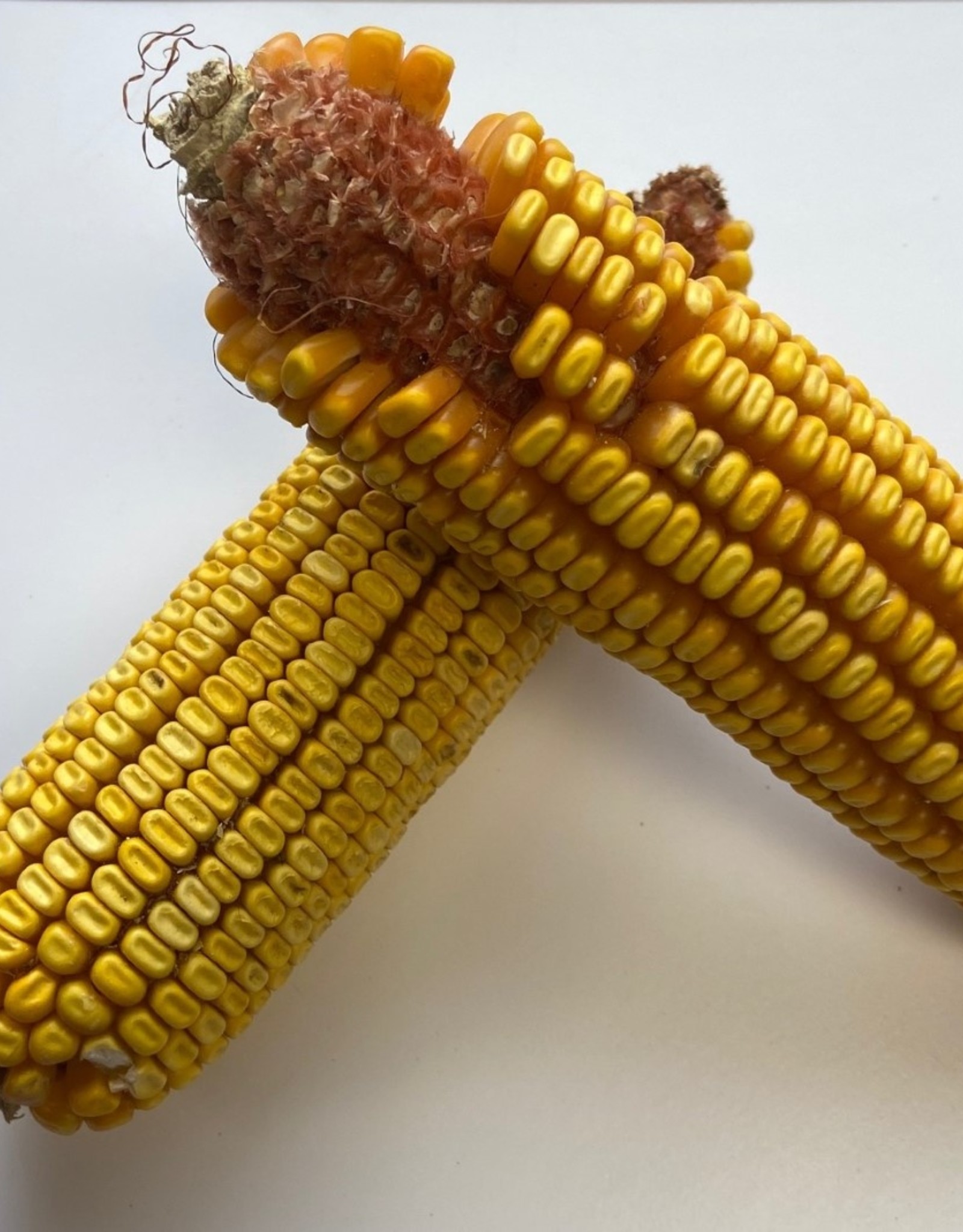 COB CORN 50LBS - Pickering Valley Feed & Farm Store