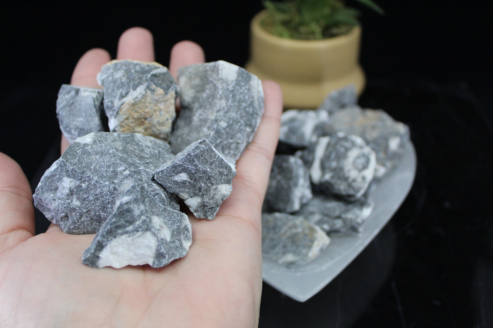 Mexican Fossil Stone - Rough - Awakenings