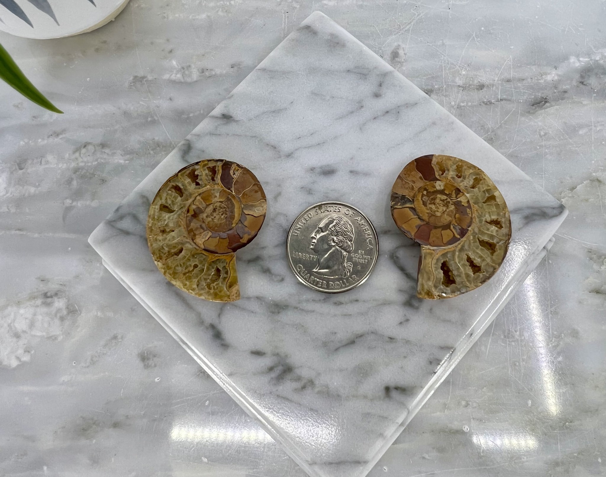 Polished Ammonite Shell (Pair)- Small - Awakenings