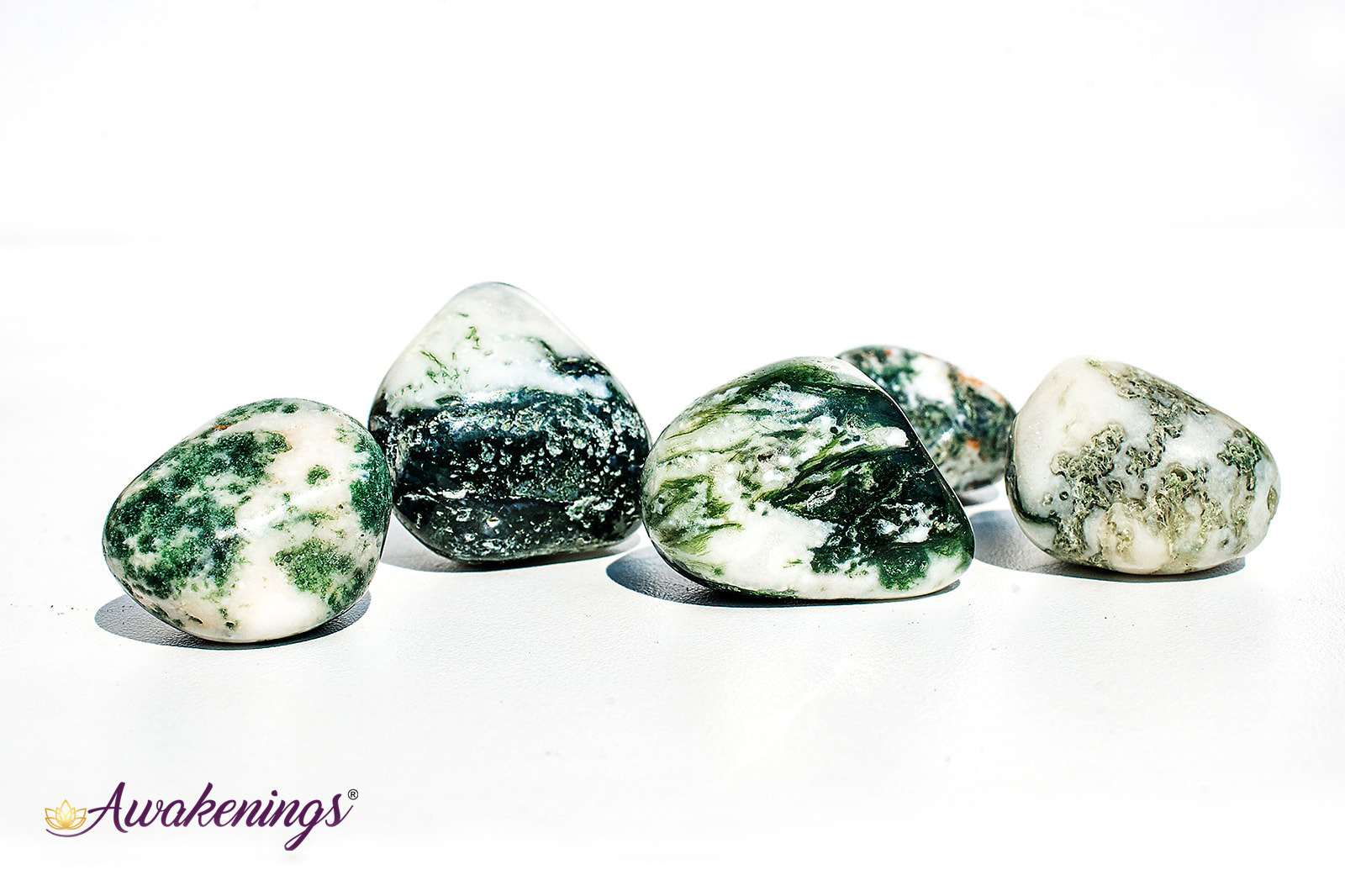 Large Tree Agate - Tumbled - Awakenings
