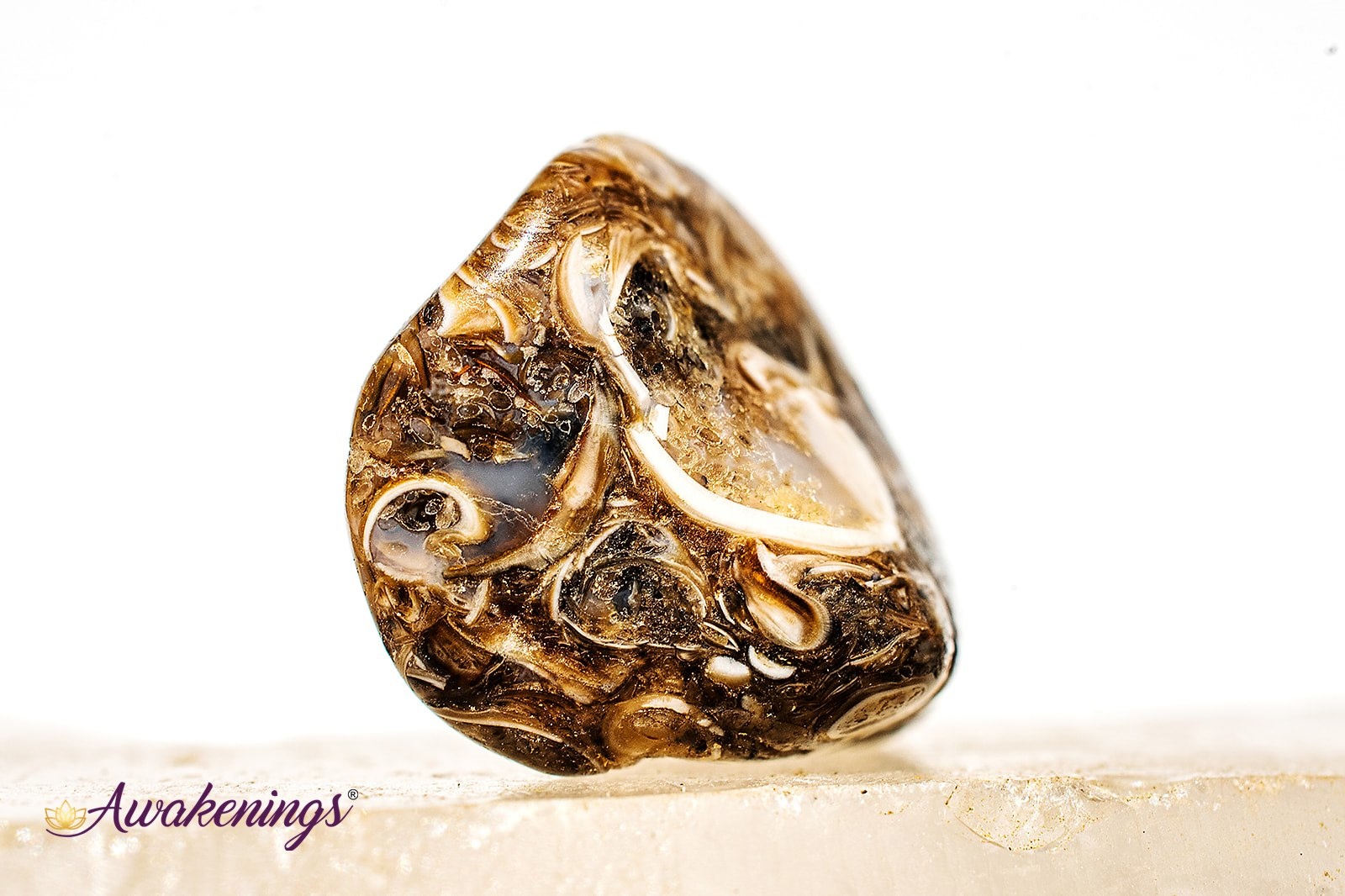 Turritella Agate - Tumbled - Awakenings