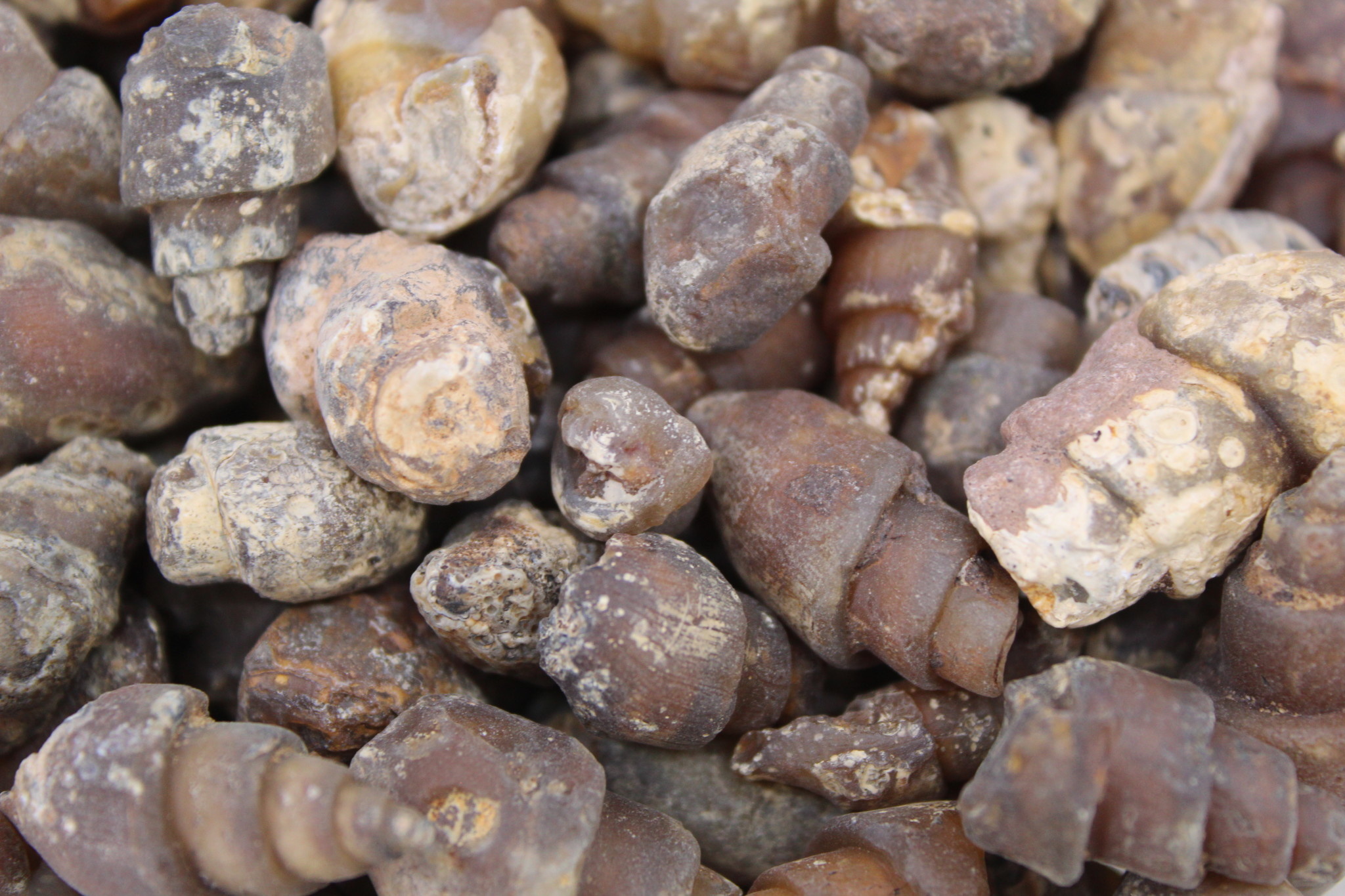 Carnelian Fossil Shells-Small Rough Raw Natural - Awakenings